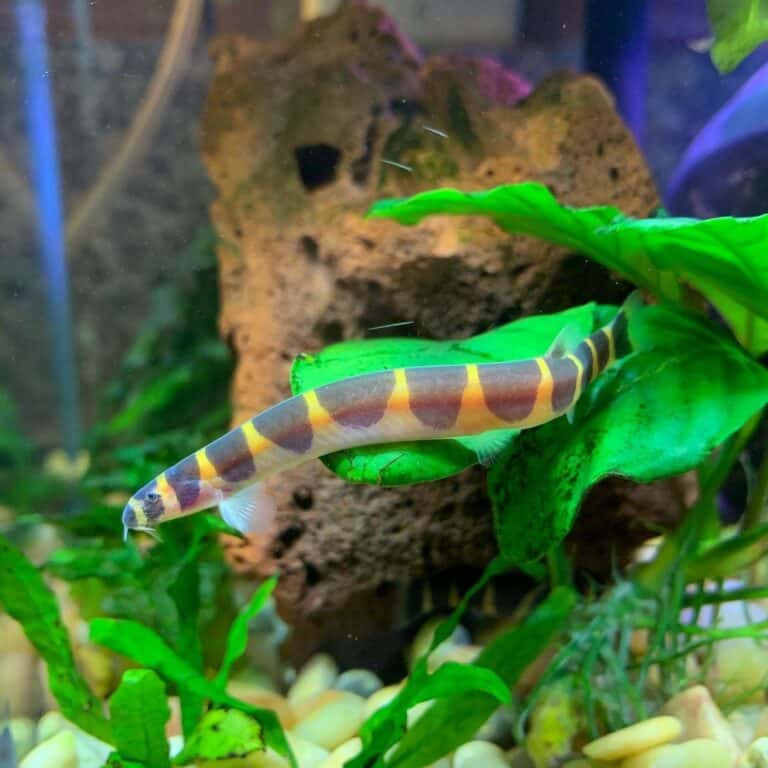 Kuhli Loach Fish - Learn About Nature