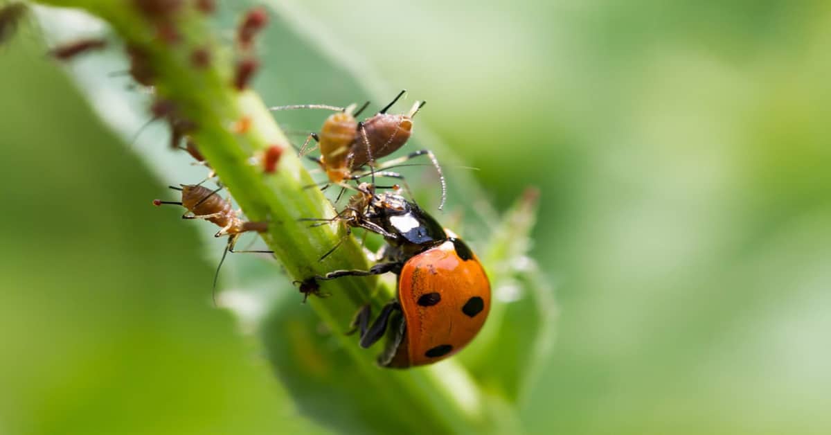 What Do Ladybugs Eat Learn About Nature What Do Ladybugs Eat Learn About Nature