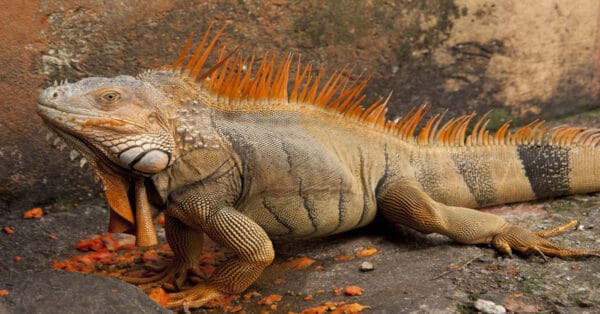 Weird Lizards (A Compilation) - Learn About Nature