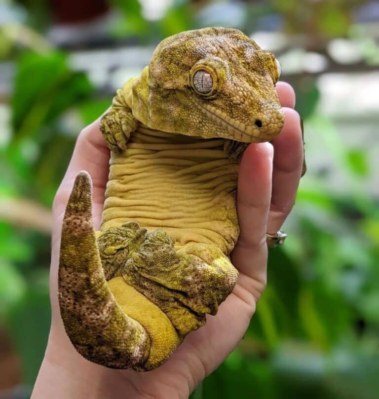 Leachie Gecko - The Captivating Creatures of the Reptile World - Learn ...