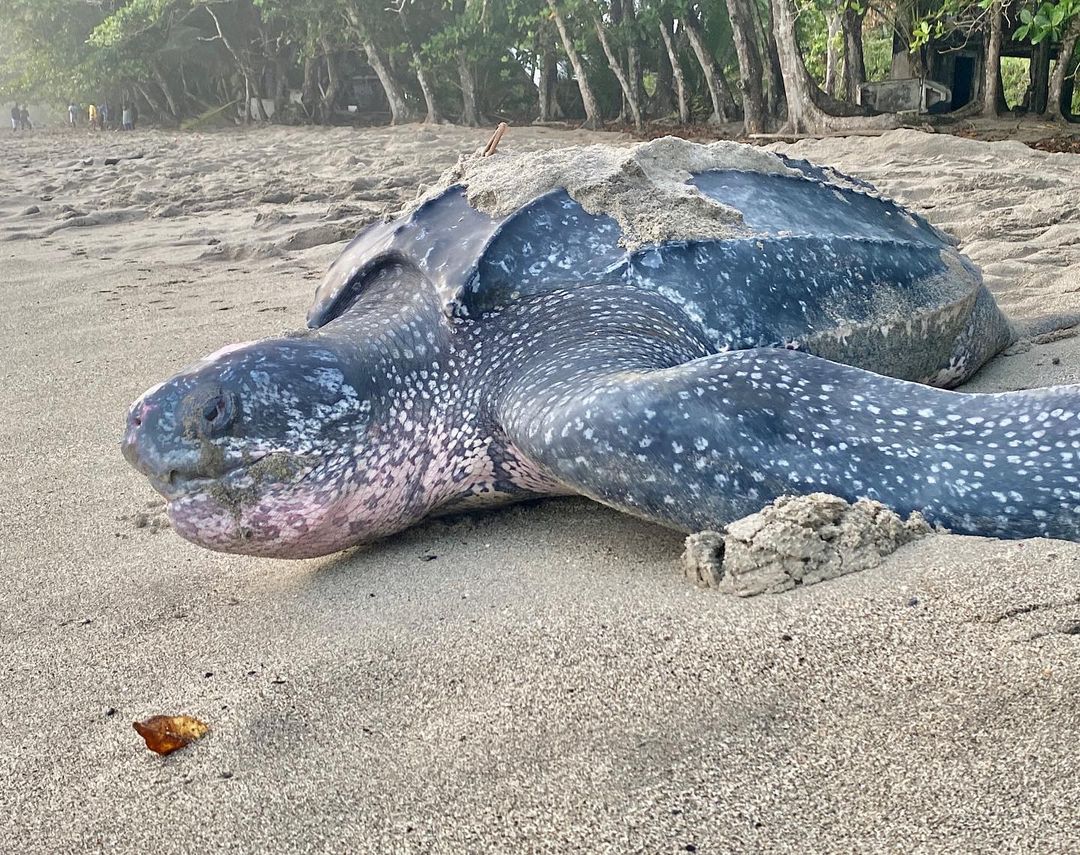 Leatherback Turtle - Learn About Nature