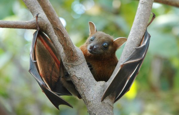 Greater short-nosed fruit bat (Cynopterus sphinx) - Learn About Nature
