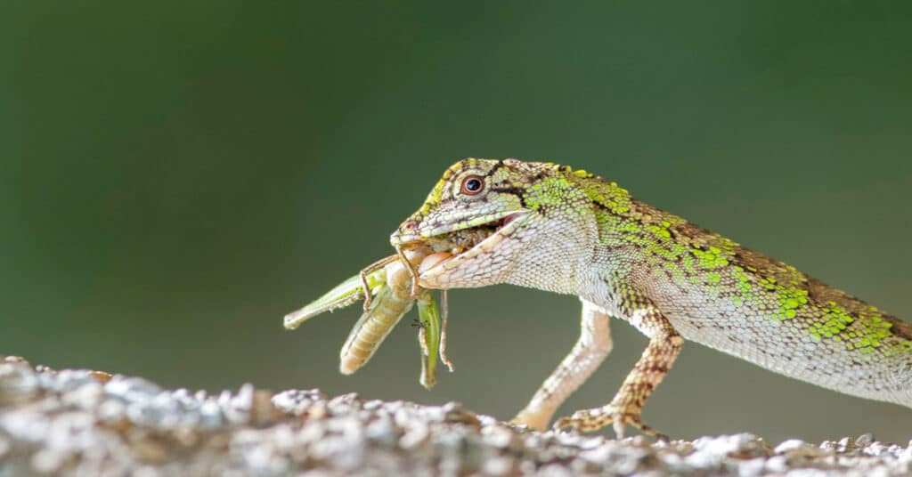 Small Lizards - Learn About Nature