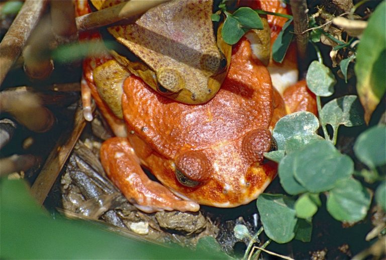 Tomato Frog - Learn About Nature