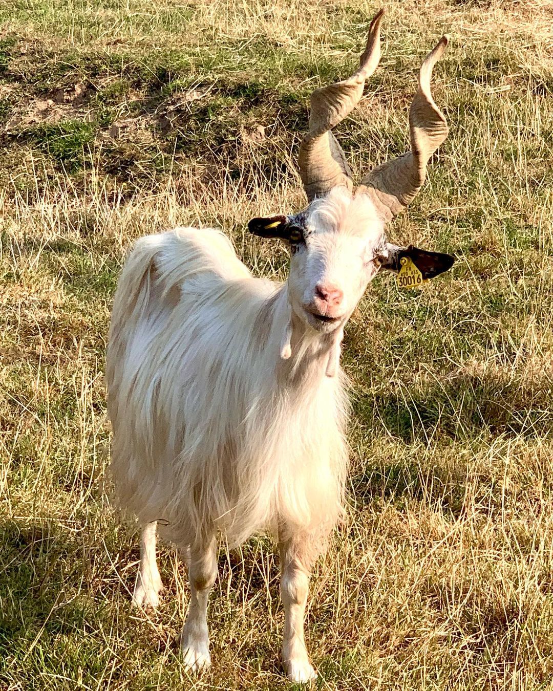 Animals That Start With M - Learn About Nature