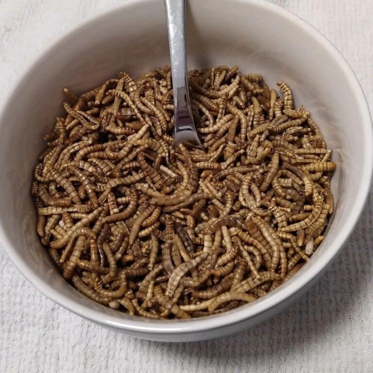 Mealworms - Learn About Nature