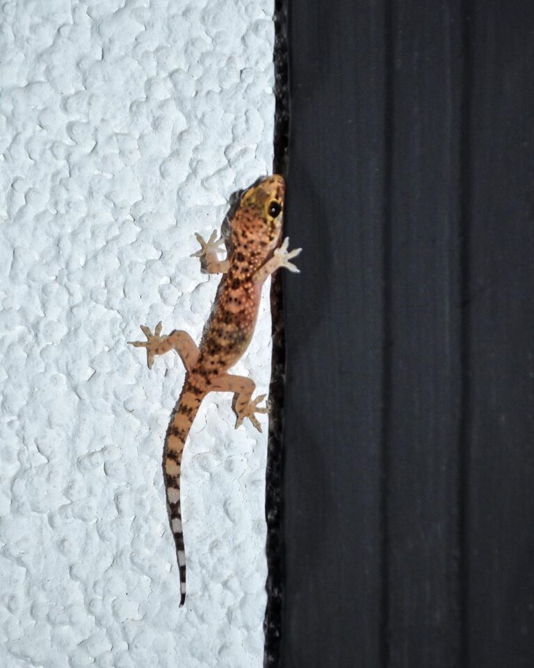 Mediterranean House Gecko - Learn About Nature