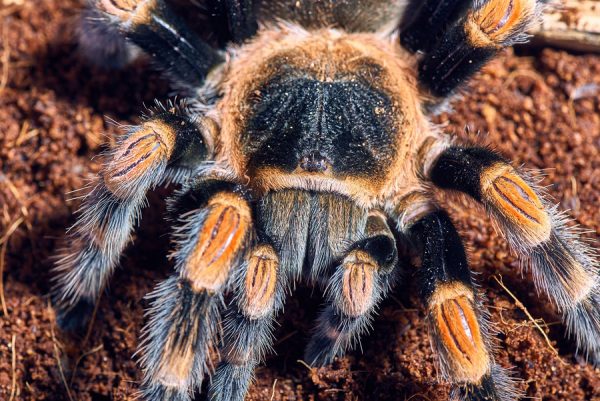 Mexican Tarantula - Learn About Nature