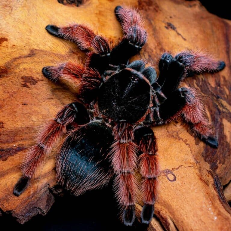 Mexican Tarantula - Learn About Nature