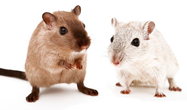 Mice - Learn About Nature