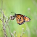 Monarch Butterfly Life Cycle - Learn About Nature