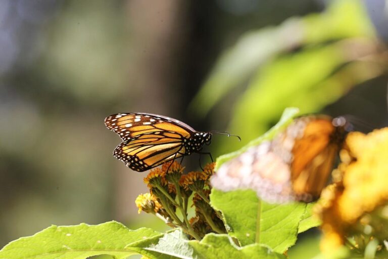 Monarch Butterfly Life Cycle - Learn About Nature