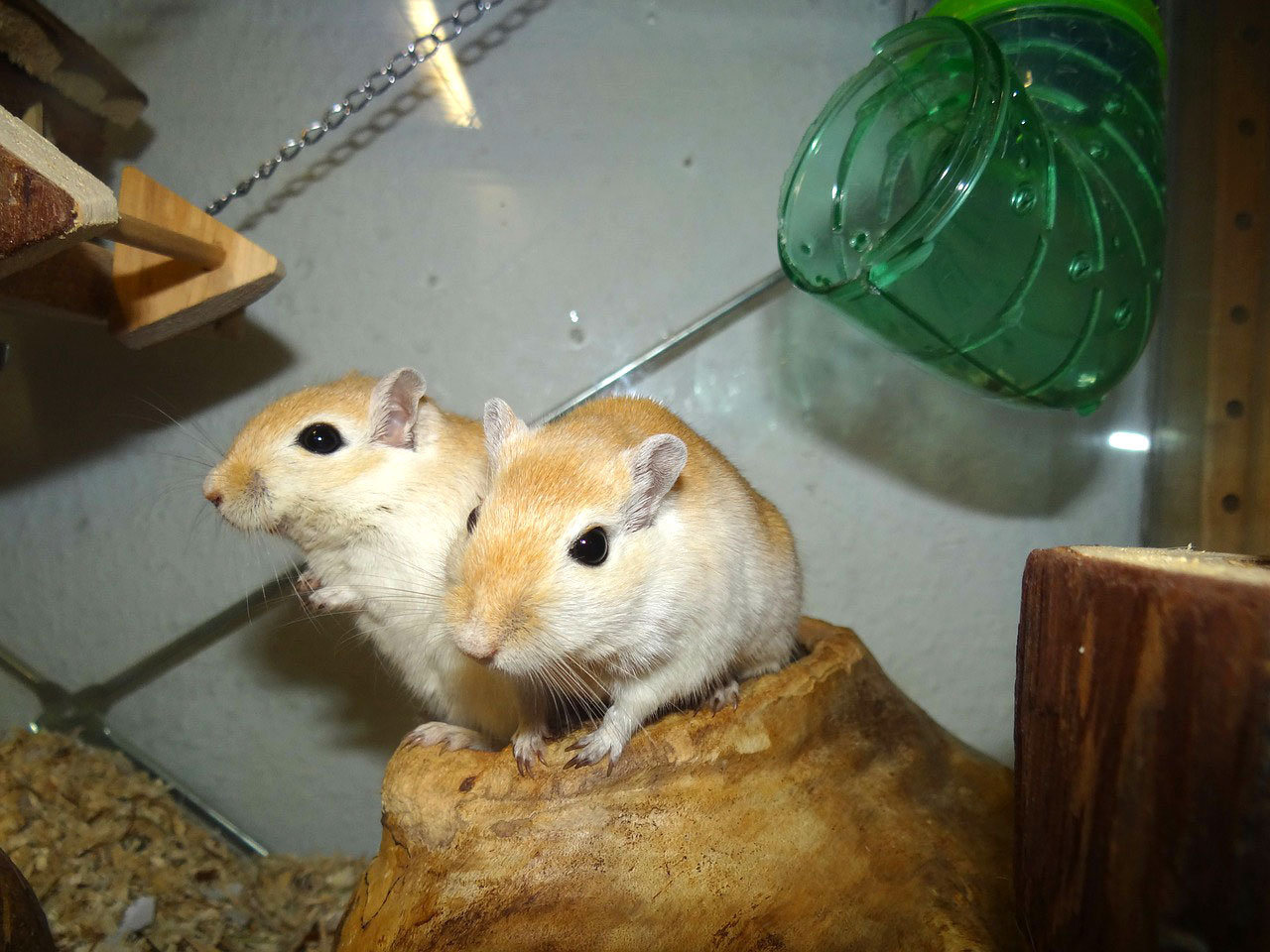 Gerbils - Learn About Nature