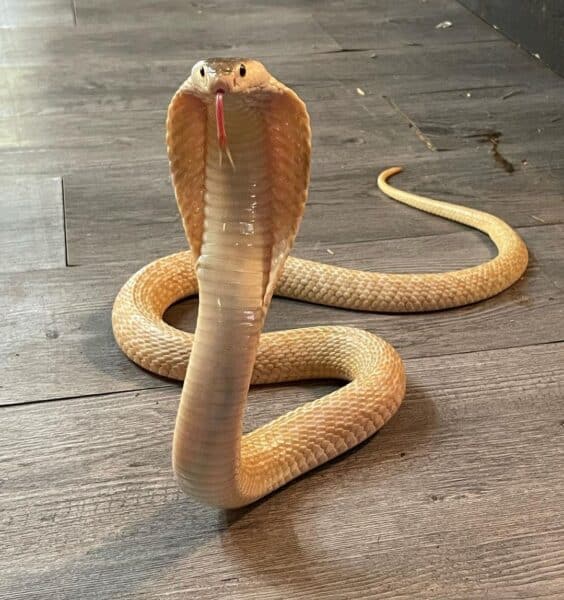 Monocled Cobra - Learn About Nature