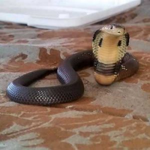 Monocled Cobra - Learn About Nature