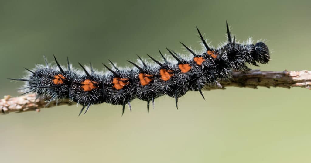 Are Monarch Butterflies Poisonous? - Learn About Nature
