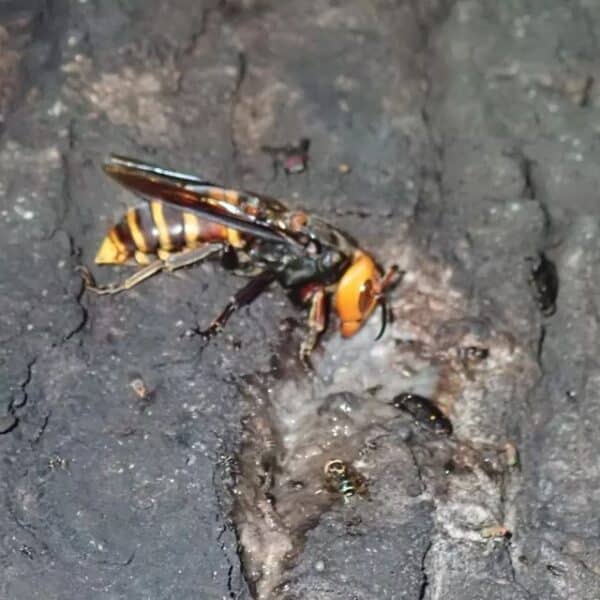 5 Dangerous Animals in Japan That Make Your Heart Skip A Beat - Learn ...