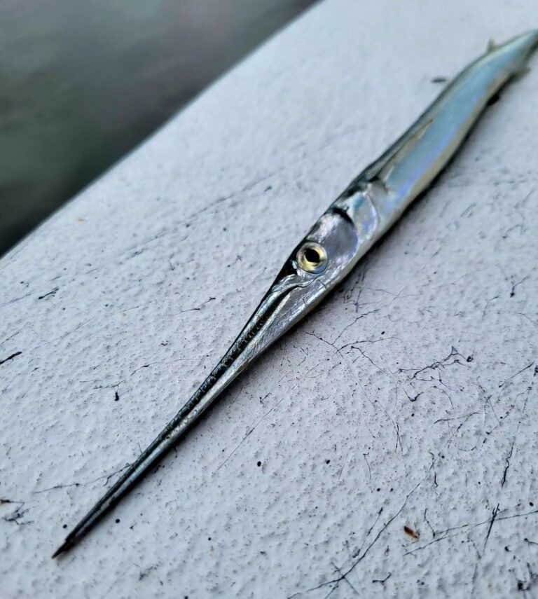 Needlefish - Everything About the Mysterious Resident of the Ocean ...