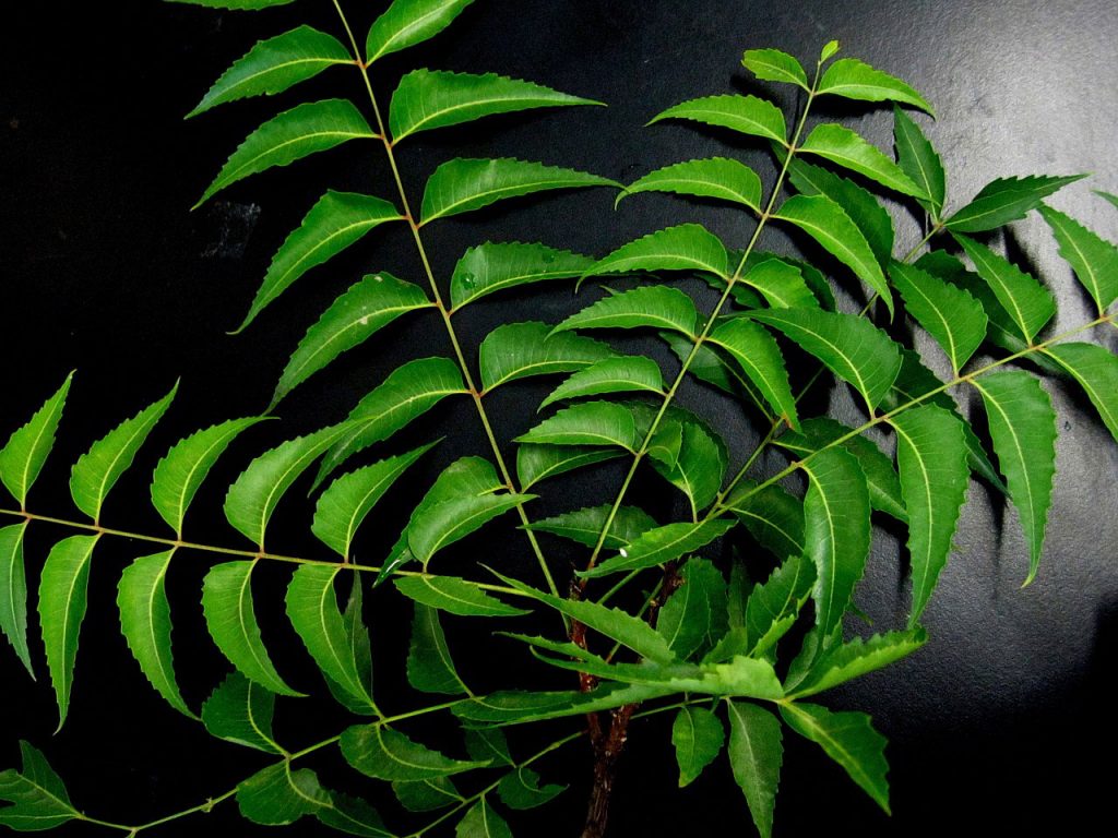 Neem Learn About Nature Neem Learn About Nature