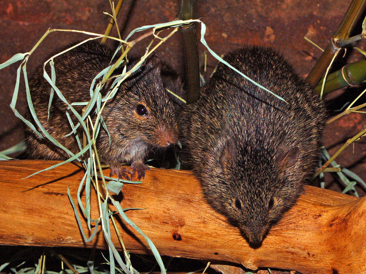 Nile Rat - Learn About Nature