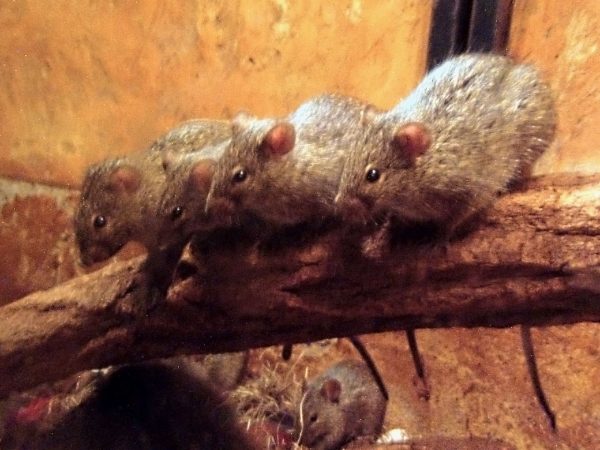 Nile Rat - Learn About Nature