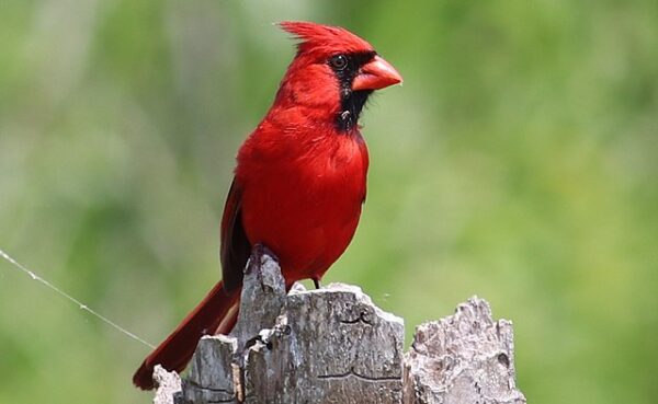 Red Birds: 8 Of The Most Iconic & Science Behind Their Color - Learn ...