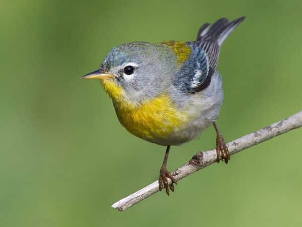 10 Types of Bluebird - A Comprehensive Guide to Their Habitats - Learn ...