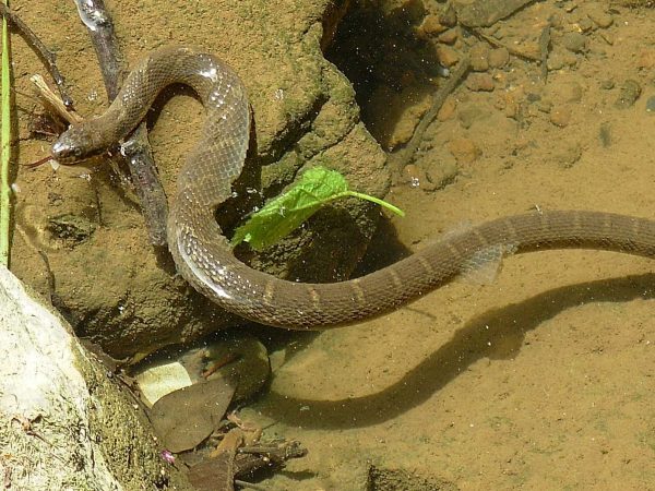 Asp Snake - Learn About Nature