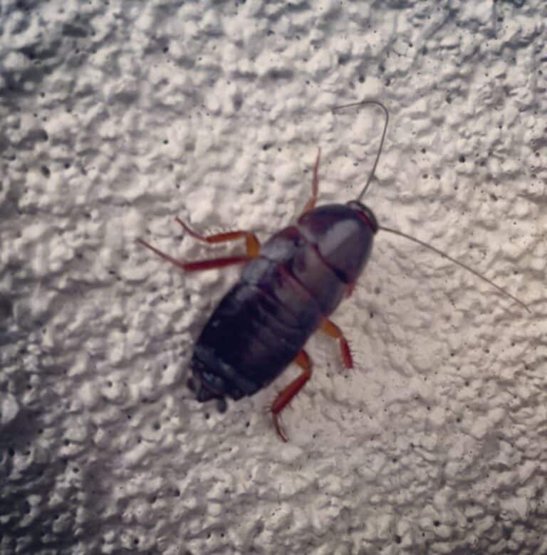 Cockroach Life Cycle - Metamorphosis of Intriguing Insects - Learn ...