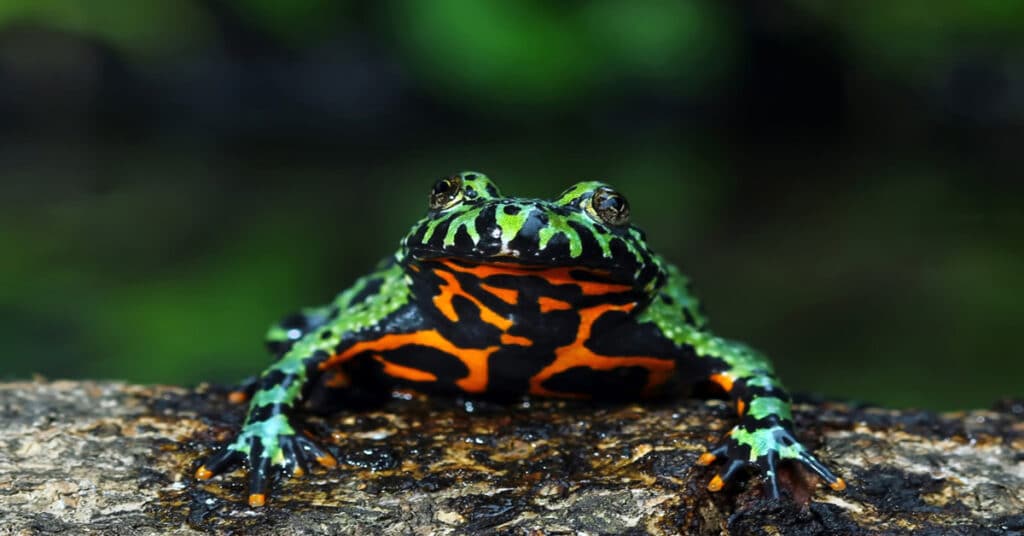 Fire Bellied Toad - Learn About Nature