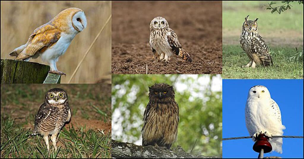 Owl Symbolism: Mythology, Folklore & Religion Doctrines - Learn About ...