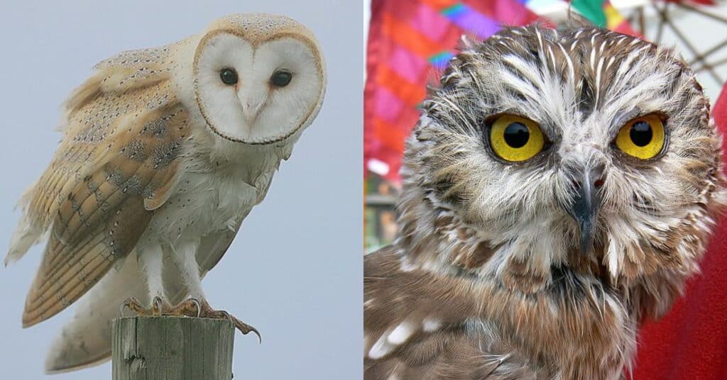 Owls in Florida: 10 Species You Can Observe in the Wild - Learn About ...