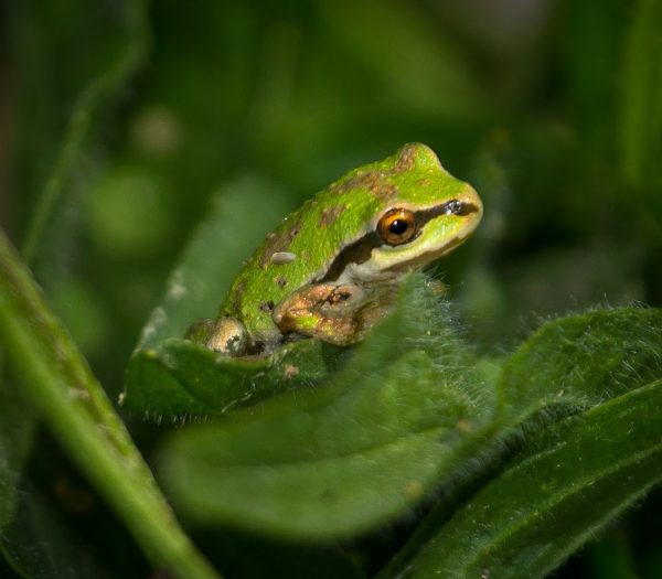 Pacific Tree Frog - Learn About Nature