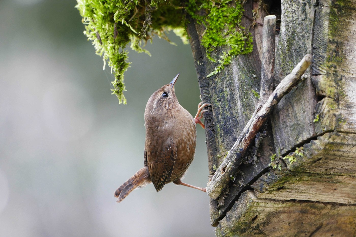 Pacific-Wren - Learn About Nature