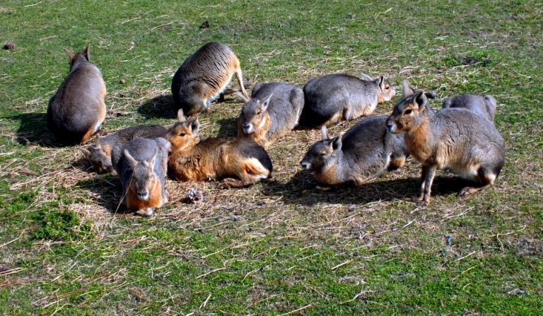 Patagonian Mara - Learn About Nature