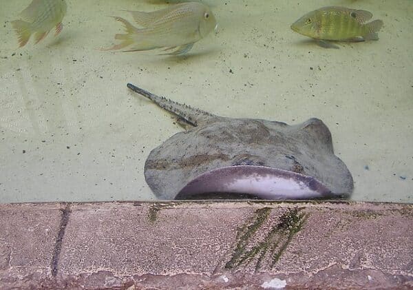 Freshwater Stingray: A Detailed Guide for Experienced Aquarists - Learn ...