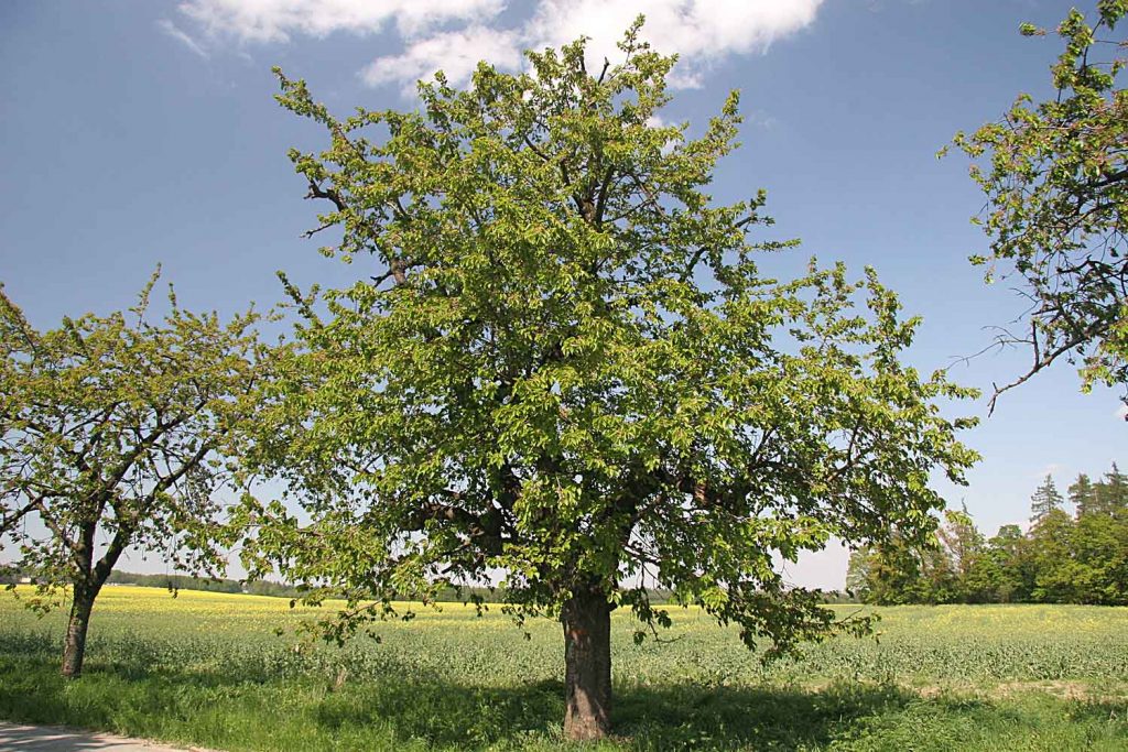 Cherry Tree - Learn About Nature