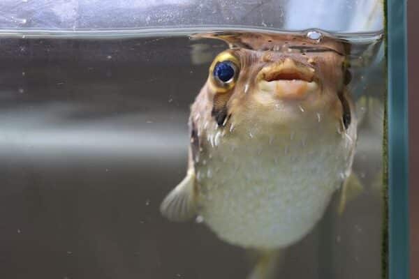5 Dangerous Animals in Japan That Make Your Heart Skip A Beat - Learn ...