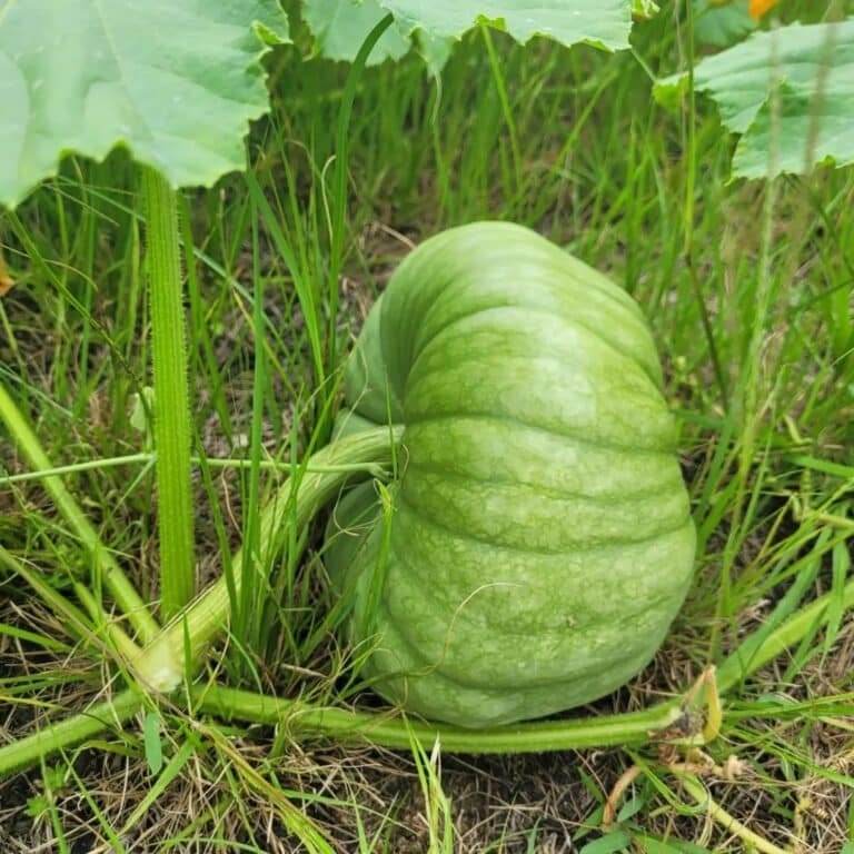 Pumpkin Life Cycle - Journey From Seed to Bright Orange Fruit - Learn ...
