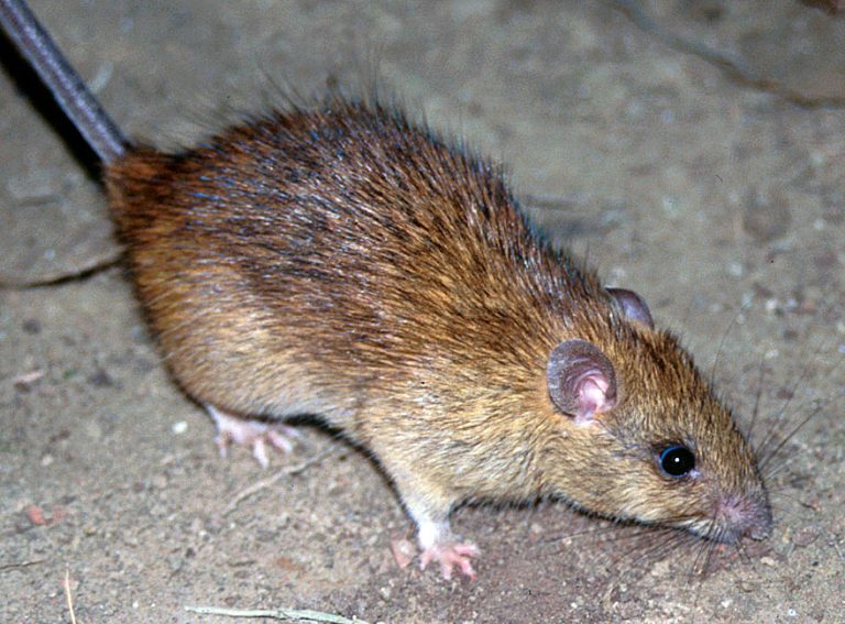 Rattus Rattus - Learn About Nature
