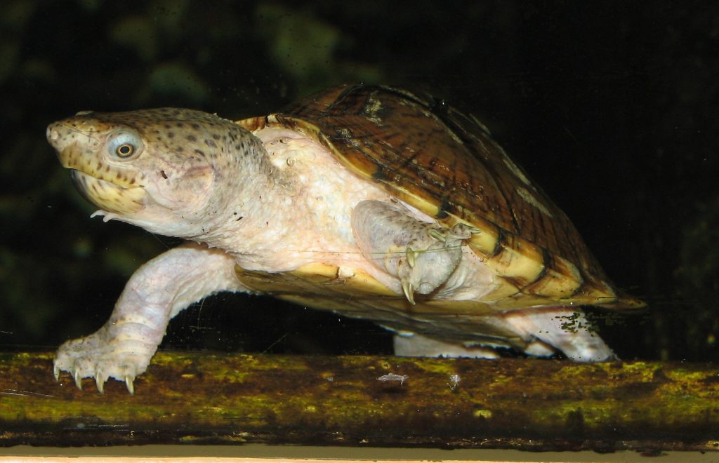 Musk and Mud Turtles - Learn About Nature