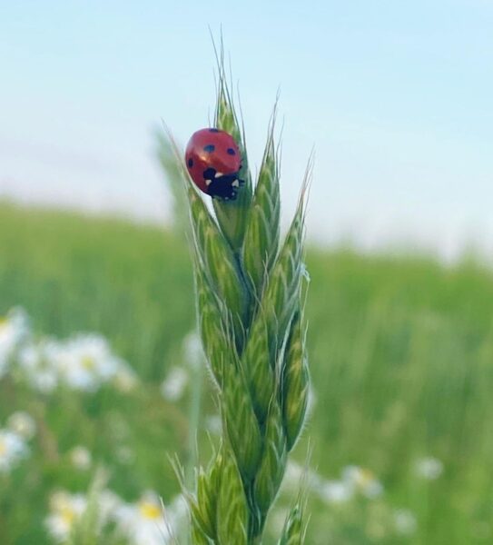 Red Ladybug - Learn About Nature