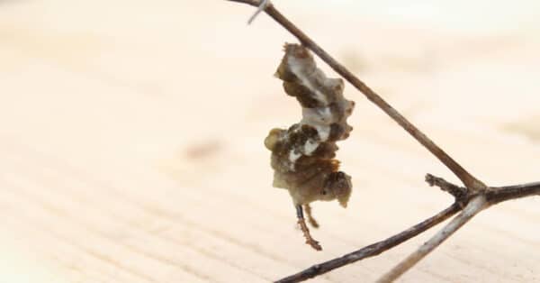 Red-Spotted Purple Butterfly Caterpillar - Learn About Nature