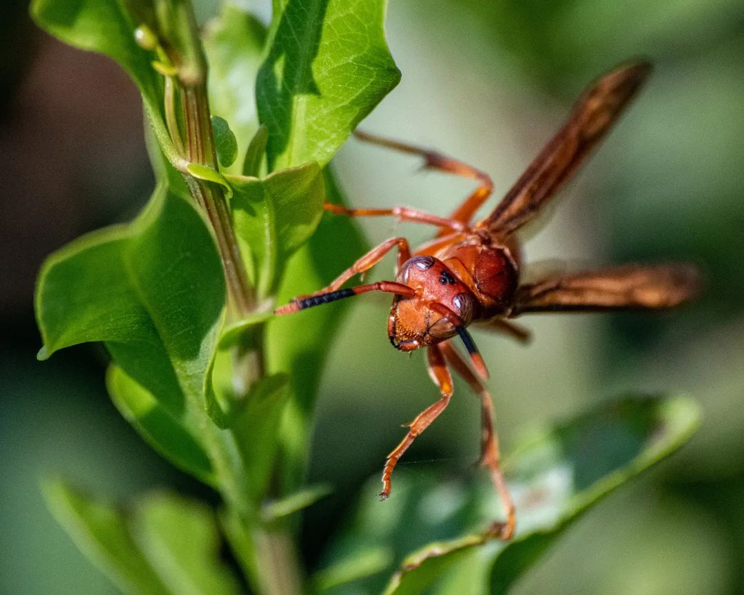 Red Wasp Facts