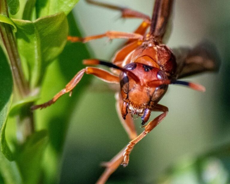 Red Wasp Facts
