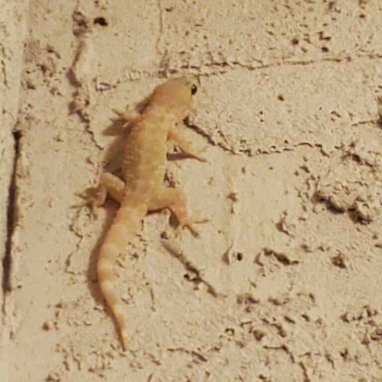 Geckos In Florida - 8 Fascinating Species - Learn About Nature