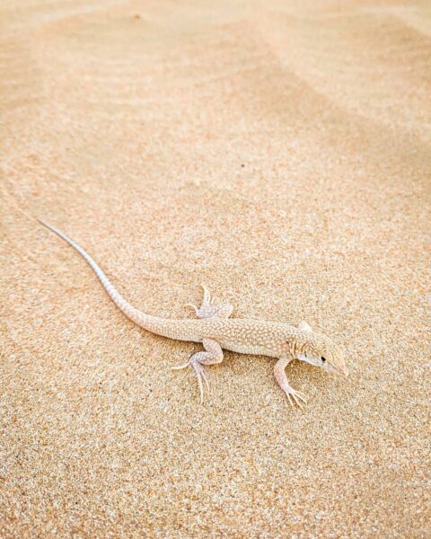 Sand Lizard - Learn About Nature