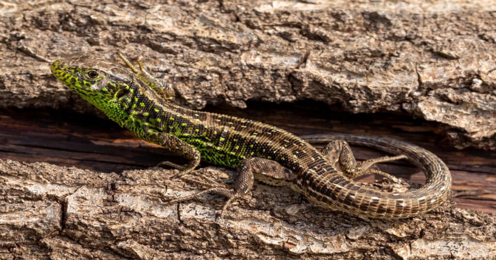 Small Lizards - Learn About Nature