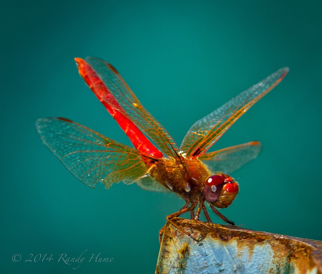 Scarlet Dragonfly - Learn About Nature