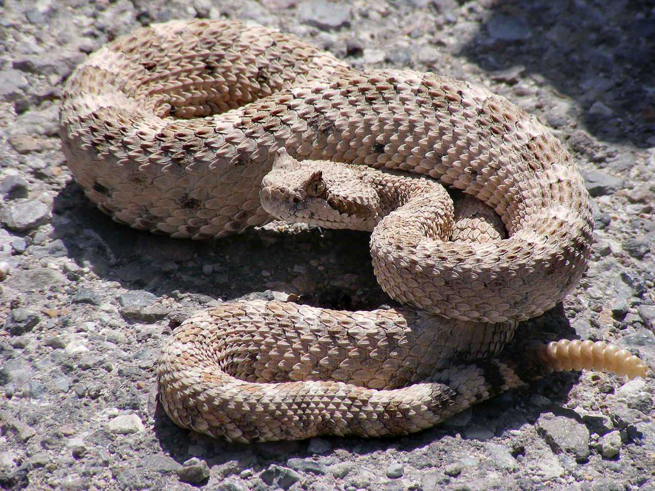 Sidewinder Snake Learn About Nature Sidewinder Snake Learn About Nature